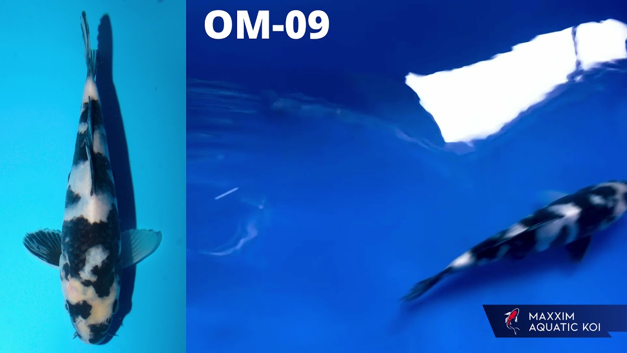 OM - 09 | OMOSAKO SHIRO GROW OUT 2021 - YouTube