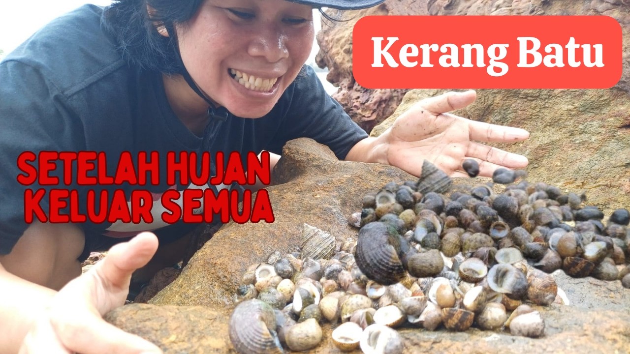 TERNYATA HABIS HUJAN KERANG INI KELUAR !! Berburu Kerang Batu Yang ...