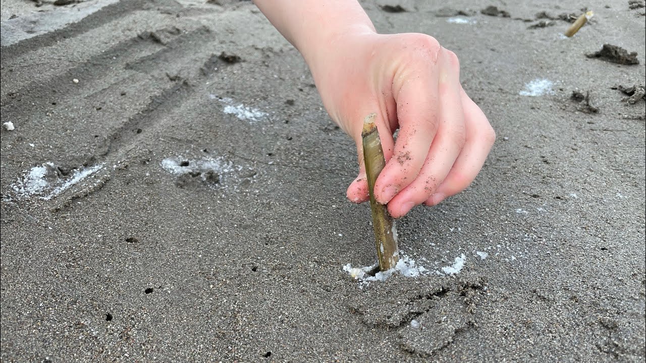 Gould’s razor shell (マテガイ) - YouTube