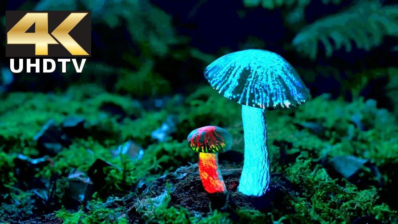 Sony 4K Demo - Night of Lights in Dolby Digital - YouTube