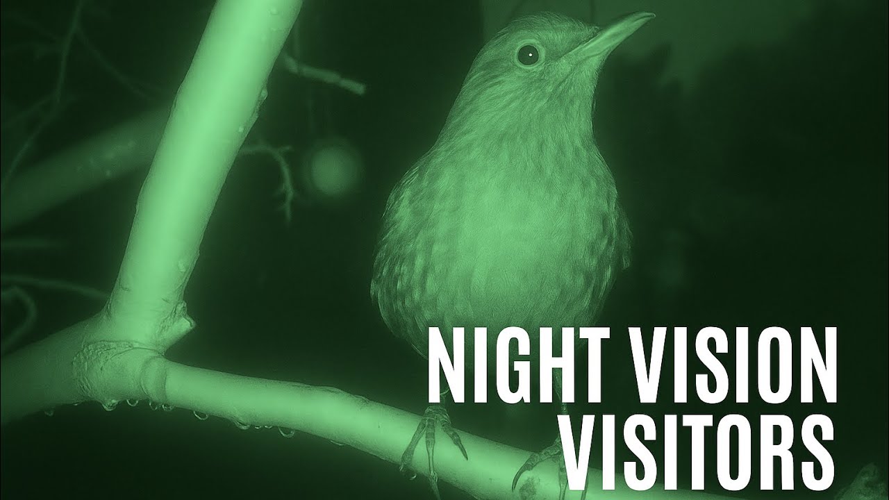 Night Vision Birdwatching - Visitors Before Sunrise - YouTube
