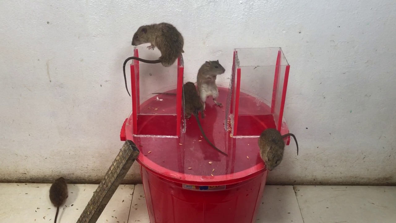 How To Make Rat Trap Water π 10 Mice In Trapped 1 Hour π Mouse Rat