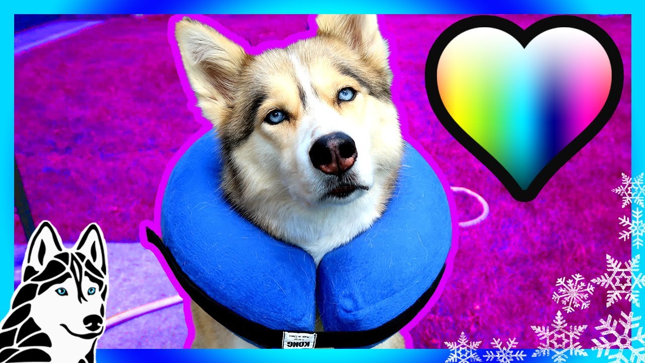 SHELBY 1 WEEK AFTER SURGERY 😟 | Husky Surgery Update - YouTube