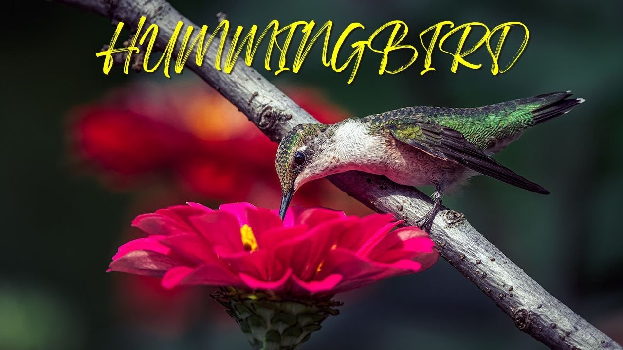 Hummingbird Sounds | Hummingbirds are Chirping Beautifully - YouTube