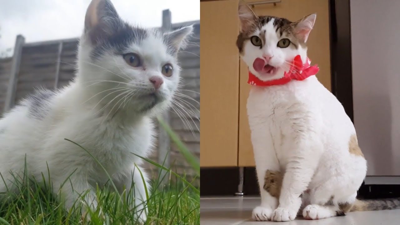 Funny Cats Compilation - cute baby cats - YouTube