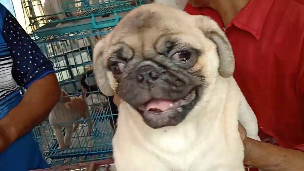 Clown Pug Puppy For You At Galiff Street l Price 18k - YouTube