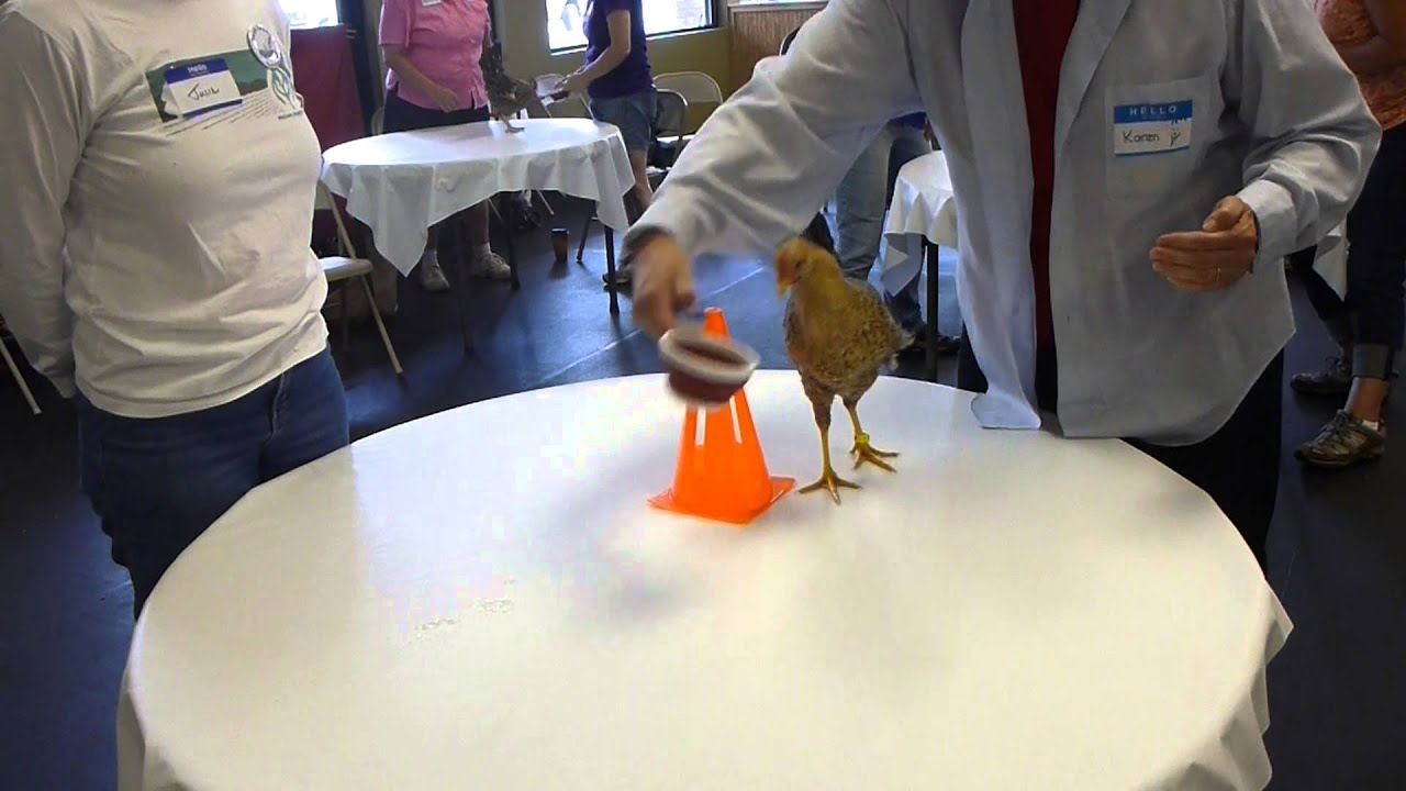 Shaping Exercise - Terry Ryan Chicken Camp - YouTube