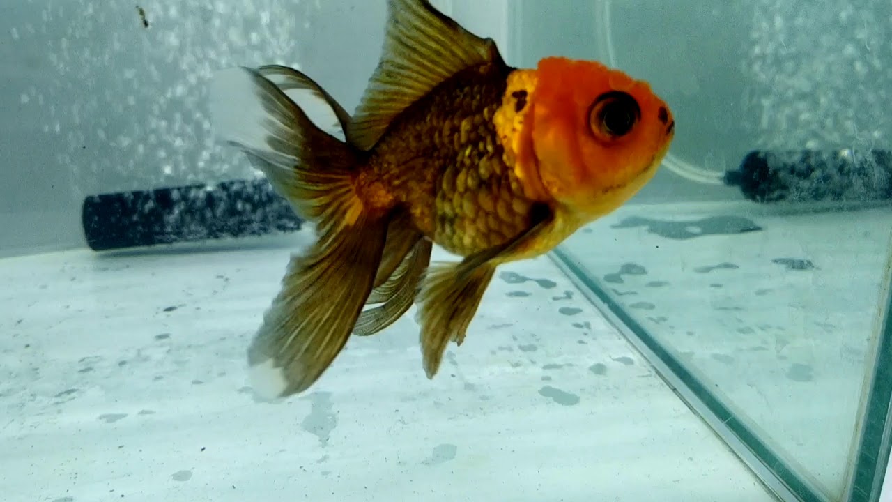 Goldfish Black Oranda Red Hood 9-10 cm IKANESIA FRESHWATER FARM - YouTube