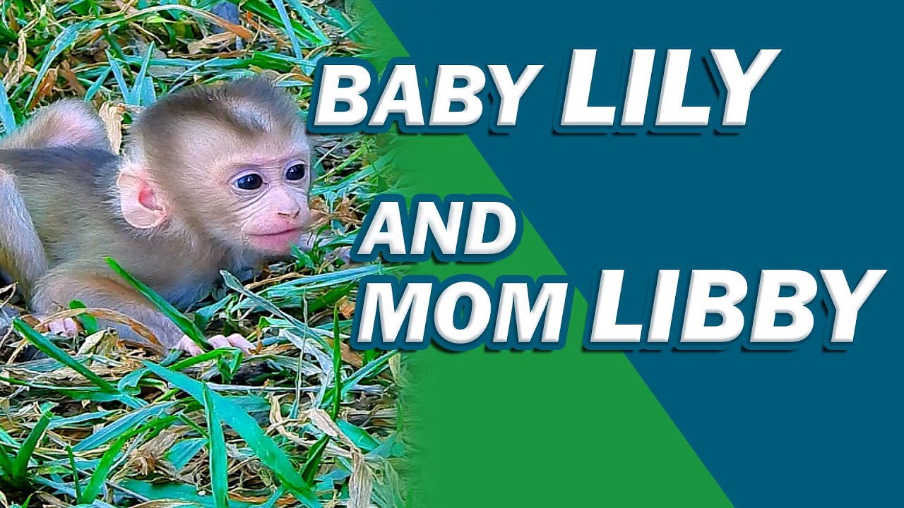 Libby and Baby Lily Watch Their Sweet Moments Together 🐵💝 - YouTube
