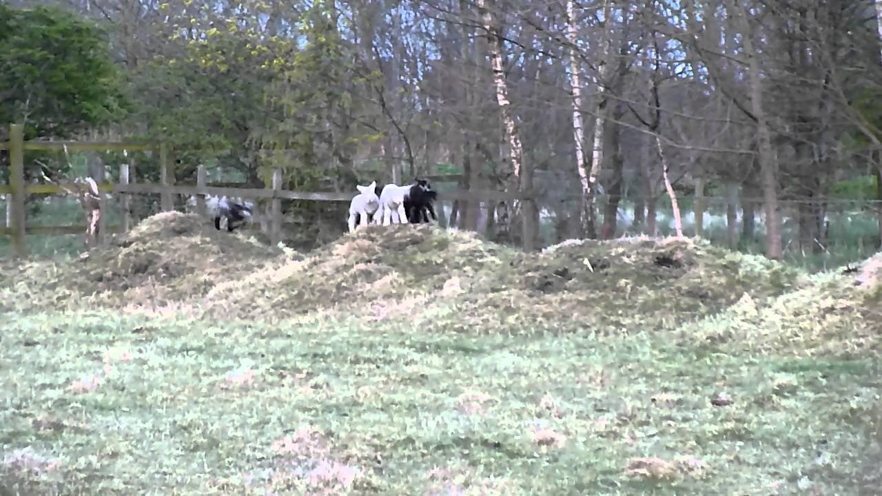 Racing Lambs - YouTube