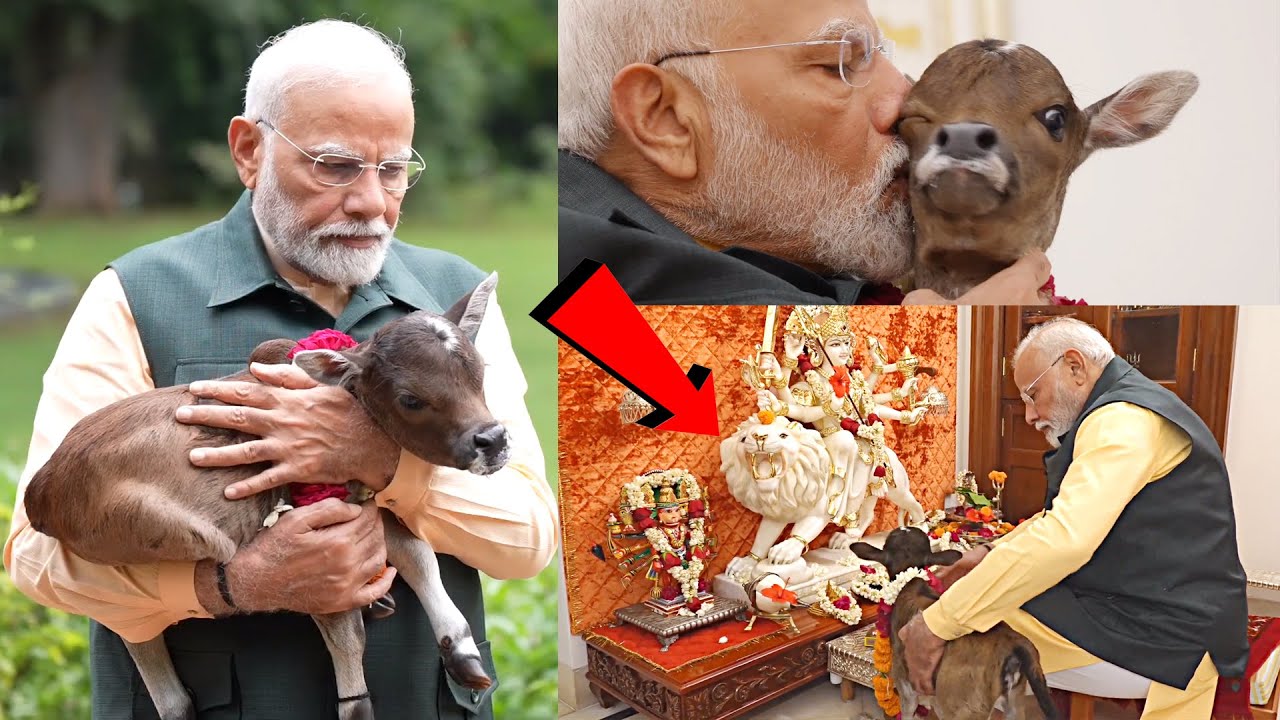 Narendra Modi Plays With New Calf Born At The Prime Minister's ...