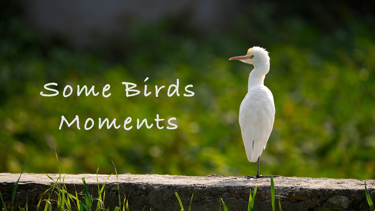 SOME BIRDS MOMENT - YouTube