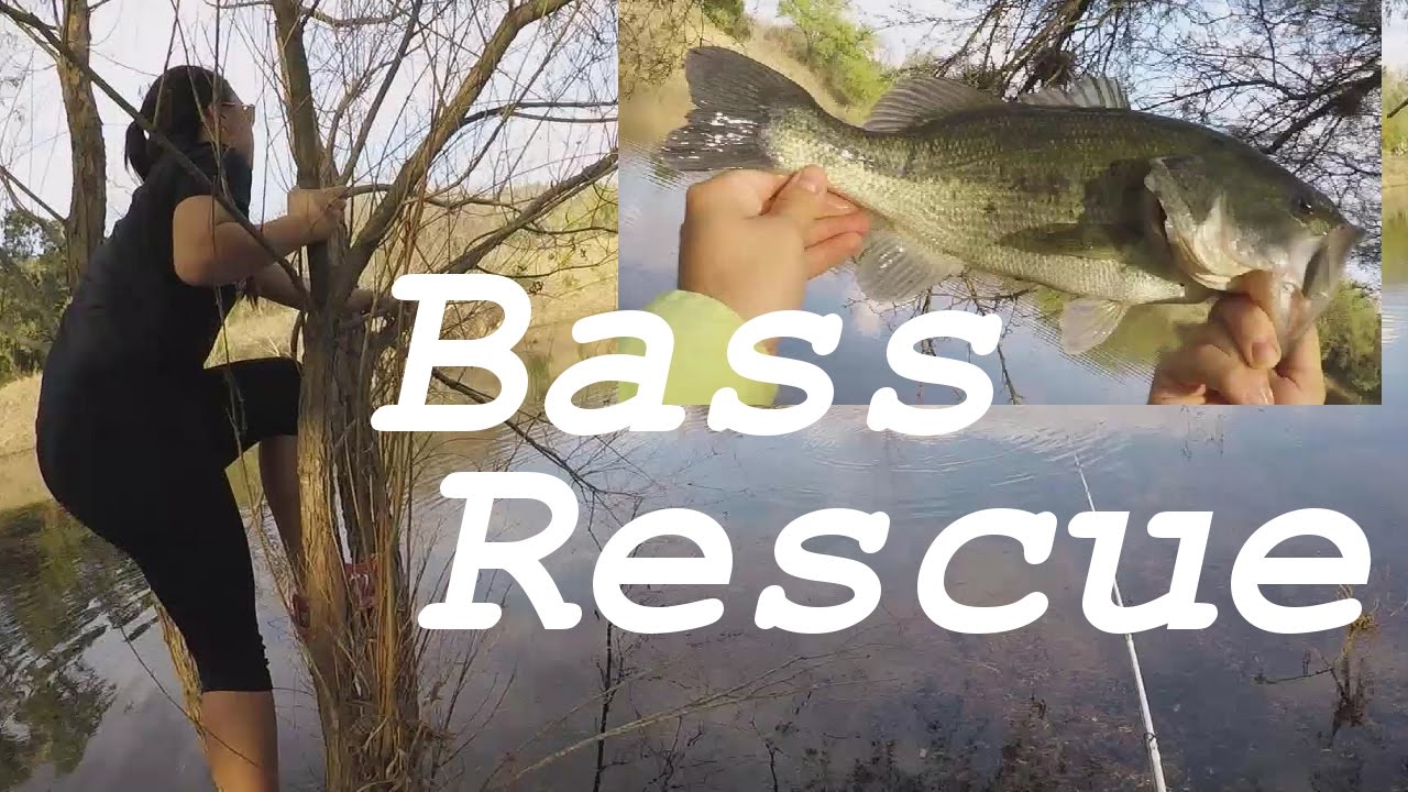 Rescuing a Bass From a Tree! | Pond Bass Fishing - YouTube