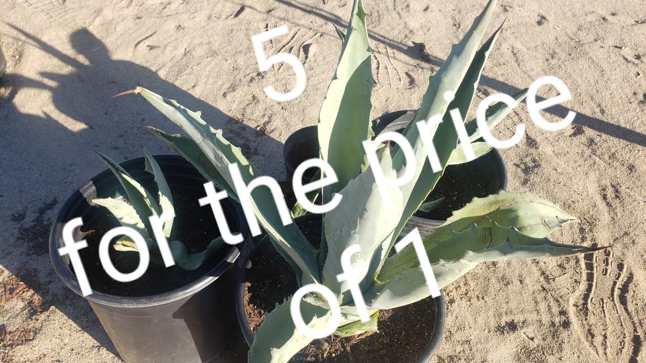 How to propagate and repot agave pups - 5 plants for the price of 1 ...