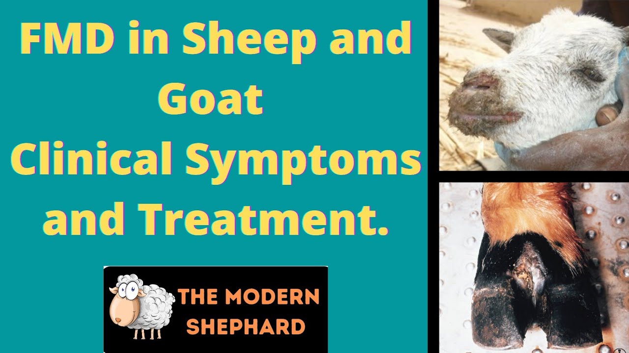 FMD in sheep and goat , clinical symptoms and treatment #telugu # ...