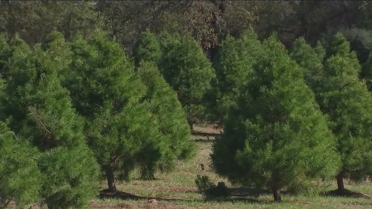 Crowds return to Elgin Christmas Tree Farm despite pandemic I FOX 7 ...