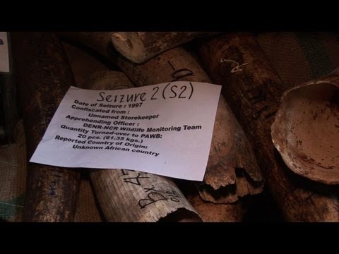 Philippines set to destroy five tonnes of seized ivory