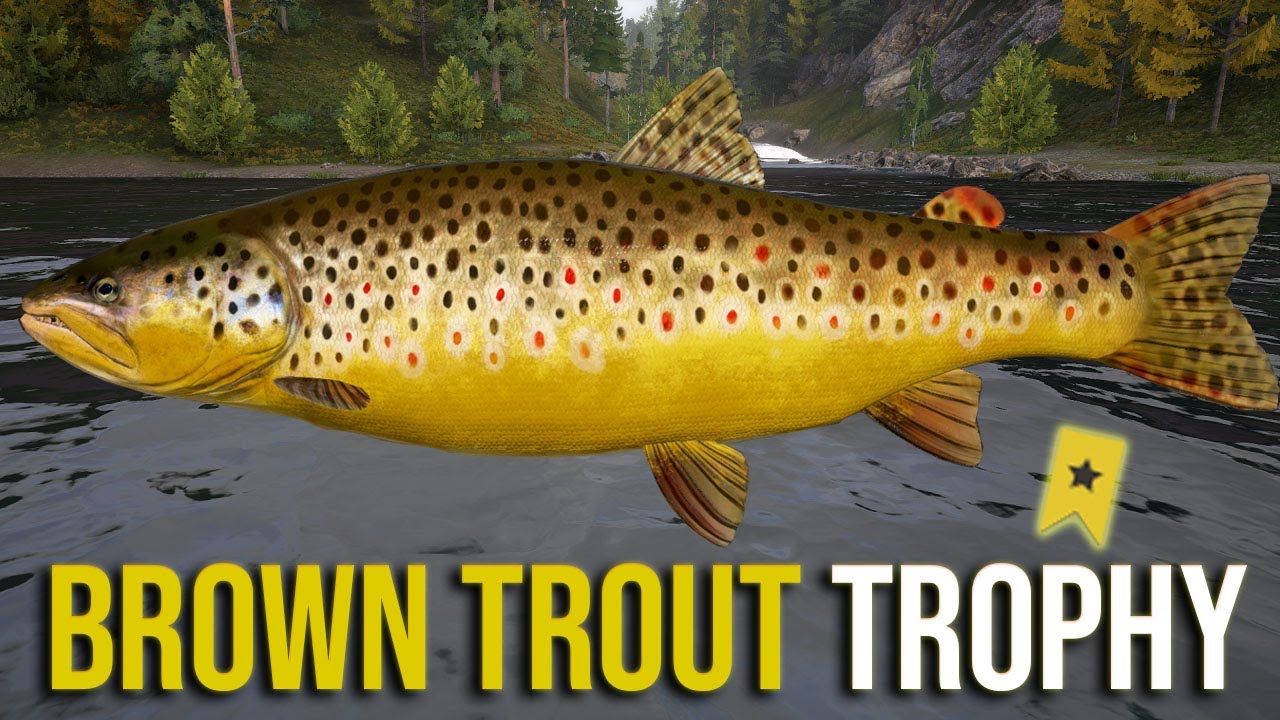 Brown Trout Trophy at Tunguska River - Russian Fishing 4 #rf4 - YouTube