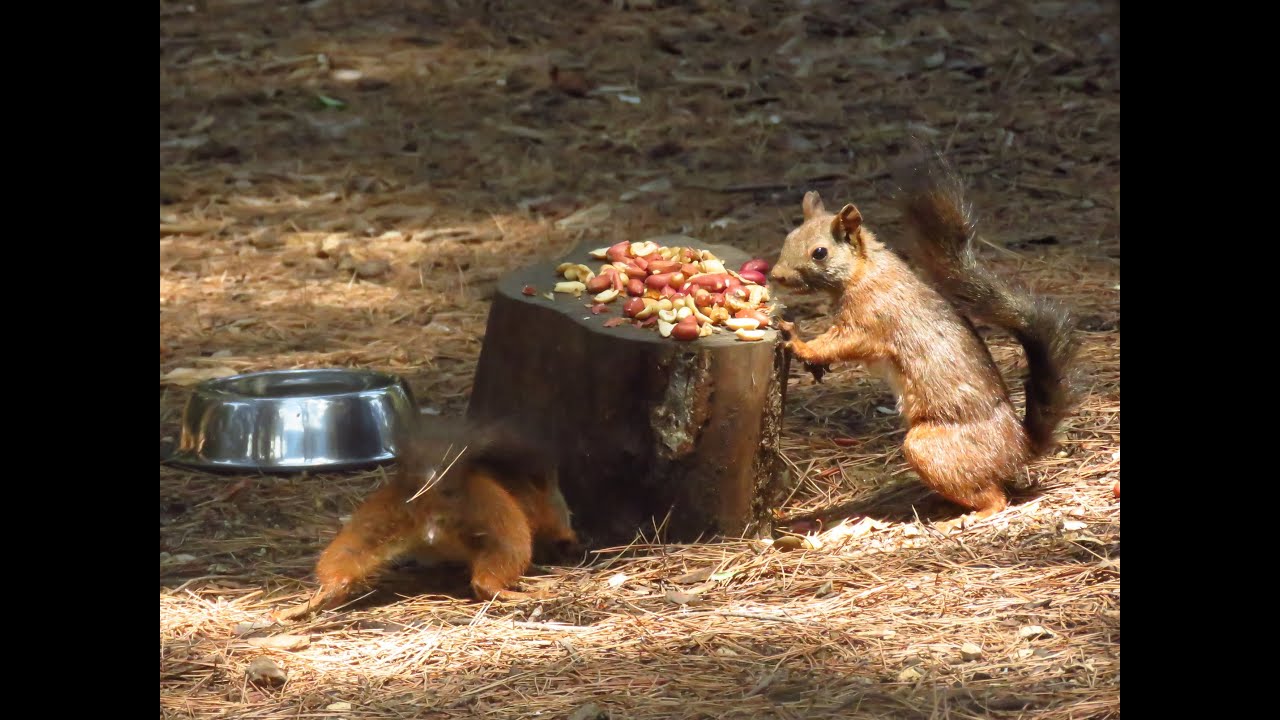 Arrendajos y dos ardillas hembra /Jay's and two squirrels female - YouTube