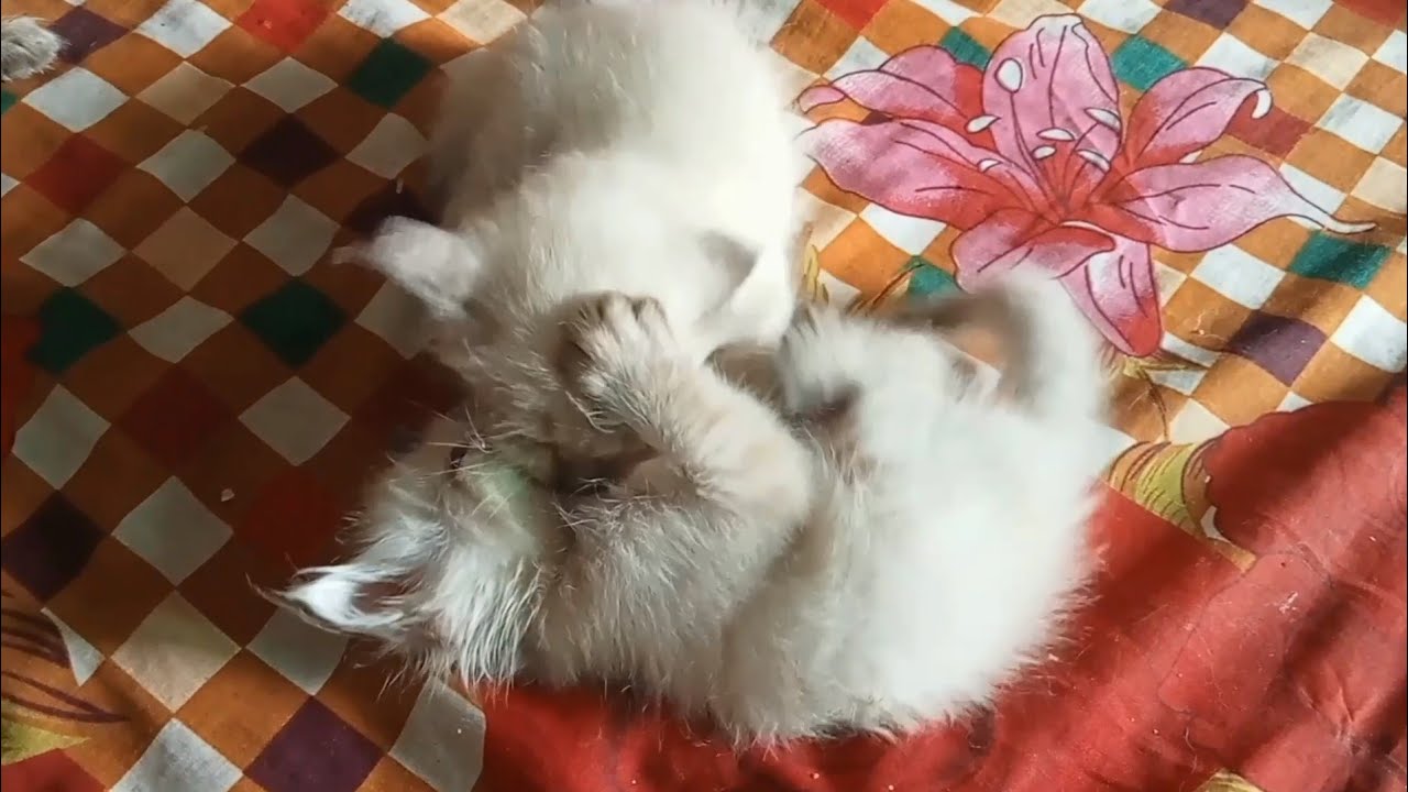 Cute baby cats funny fight|Cutest moment of cats|cute and funny baby ...