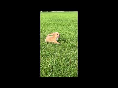 Chihuahua puppy King Richard