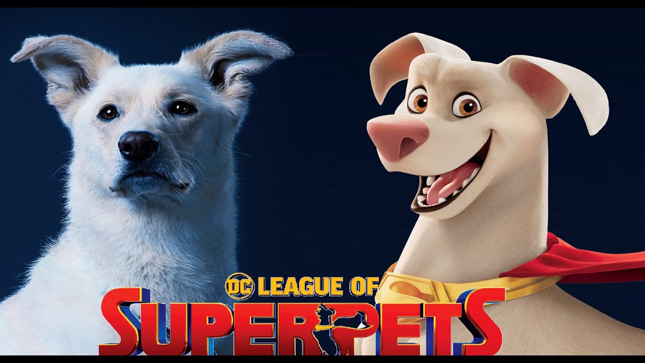 SuperPets - Krypto na vida real - YouTube