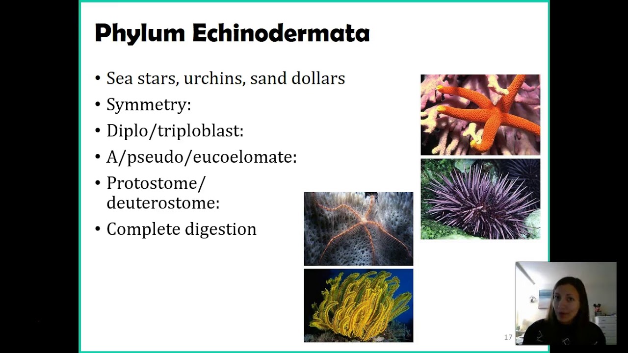 Phylum Echinodermata - YouTube