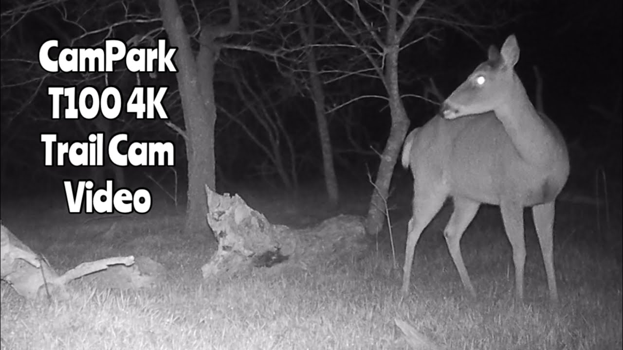 CamPark T100 4K Trail Cam Jan. 21-31, 2023 - YouTube