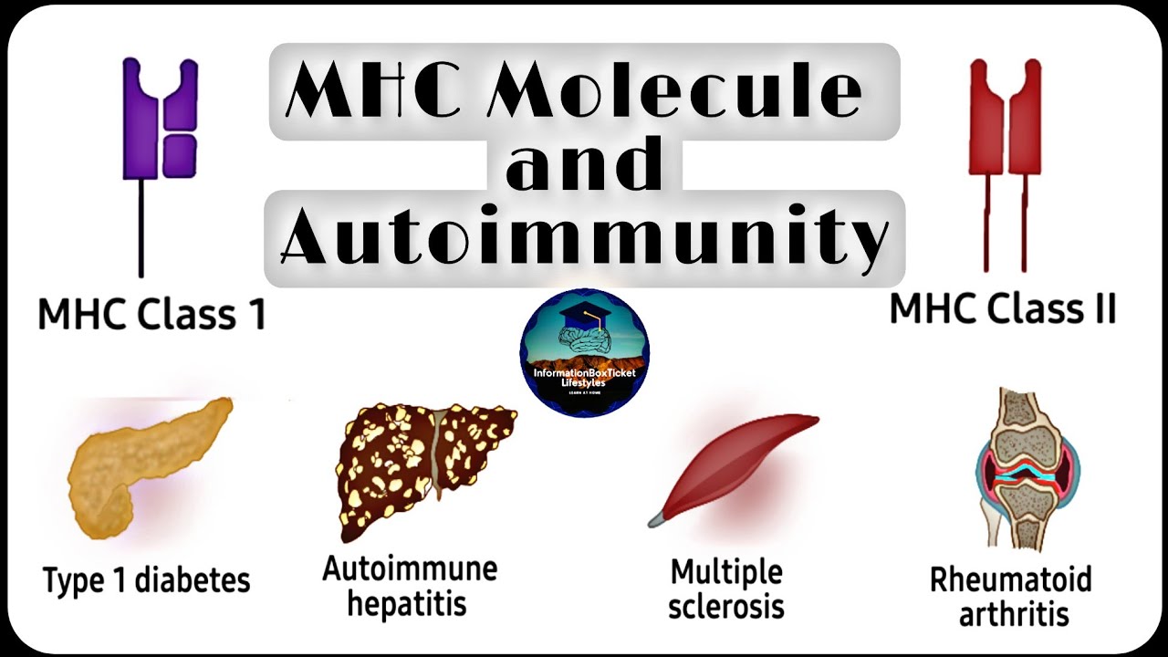 The MHC Molecule And Autoimmunity - Examples And Diagrams - Immunology ...