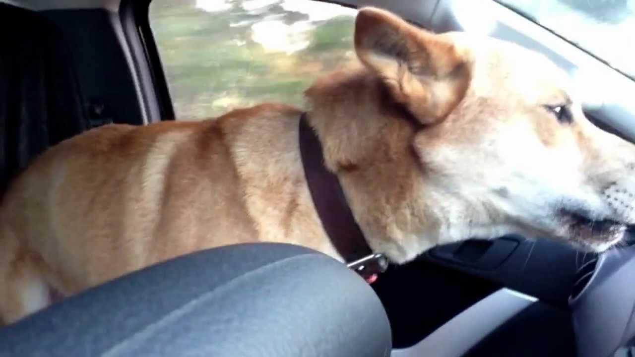 Dingo howling. Wild dog - YouTube