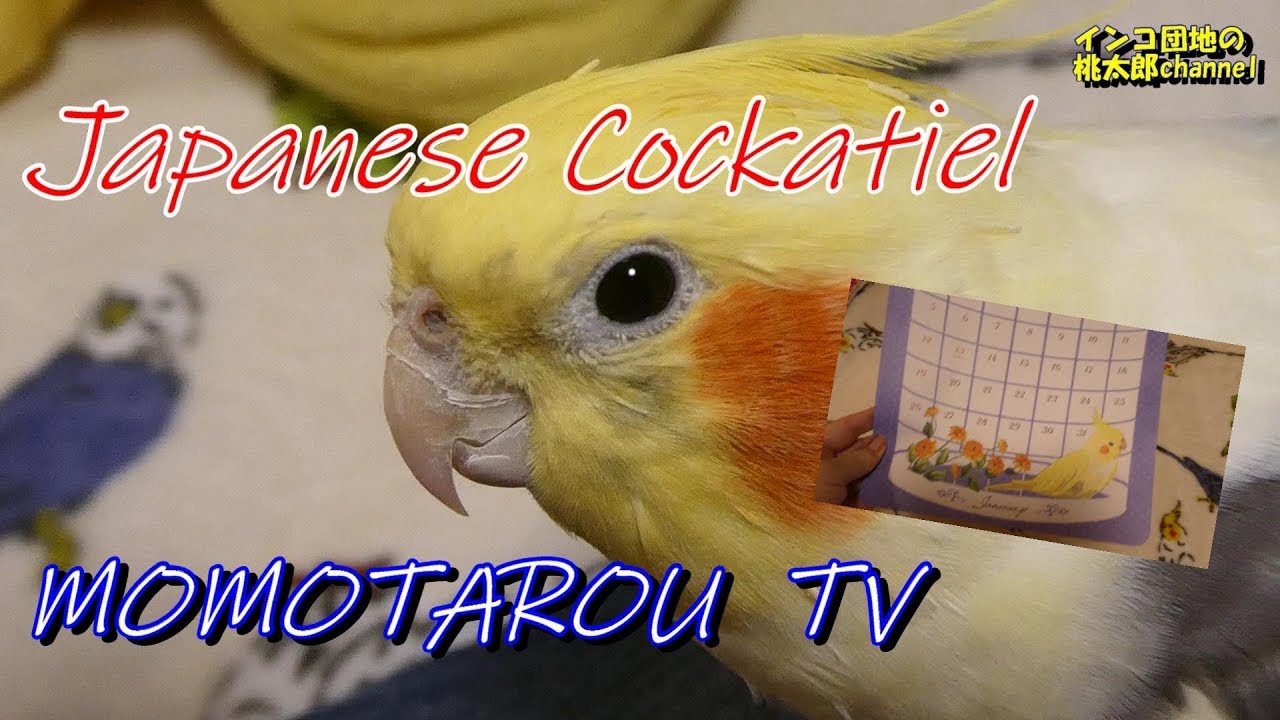 Japanese Cockatiel MOMOTAROU TV・柿の季節の小鳥たち・セリアの小鳥雑貨などの紹介^^♪ オカメインコ桃太郎 ...