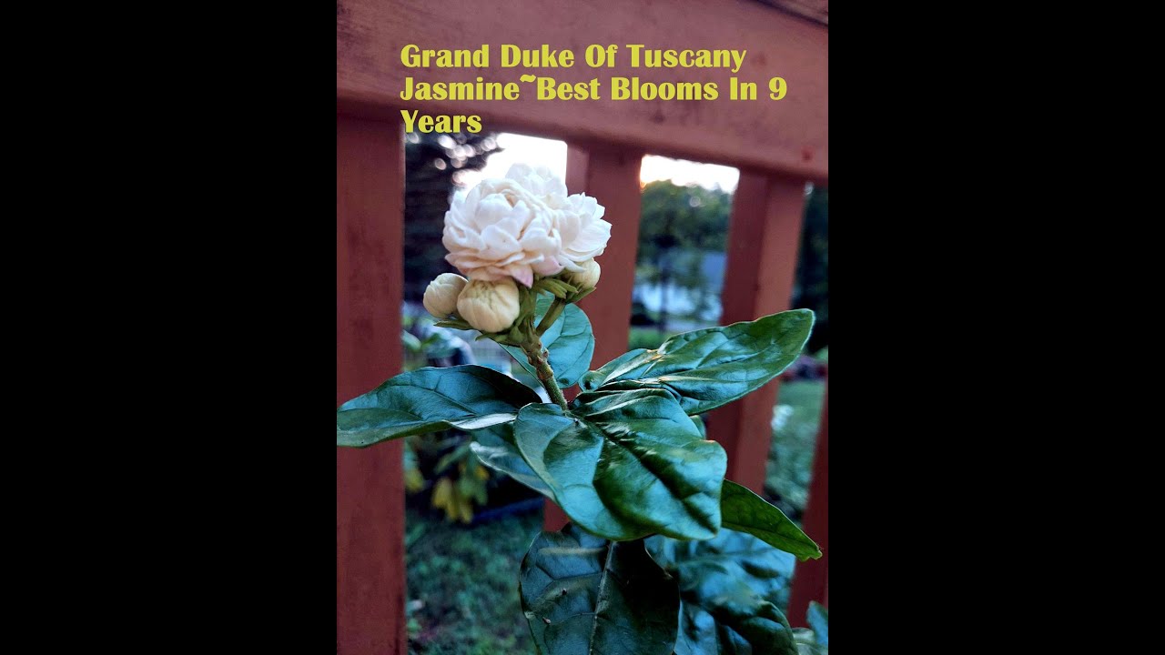 Grand Duke Of Tuscany Jasmine~ Best Blooms In 9 Years ! - YouTube