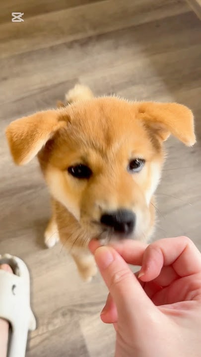 It’s never ‘just a dog’… it’s pure love on four paws ️ - YouTube