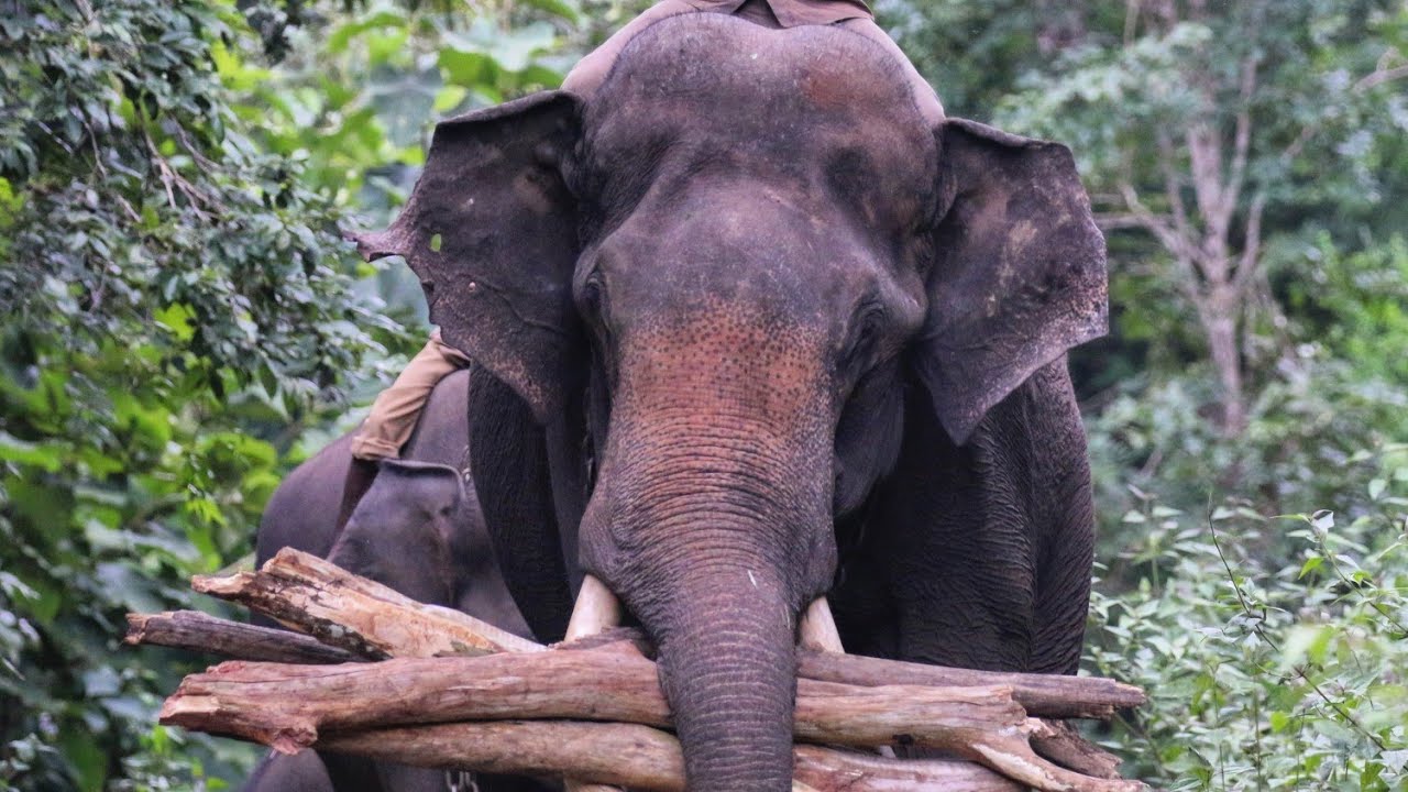 explore dandeli | DANDELI WILDLIFE - YouTube