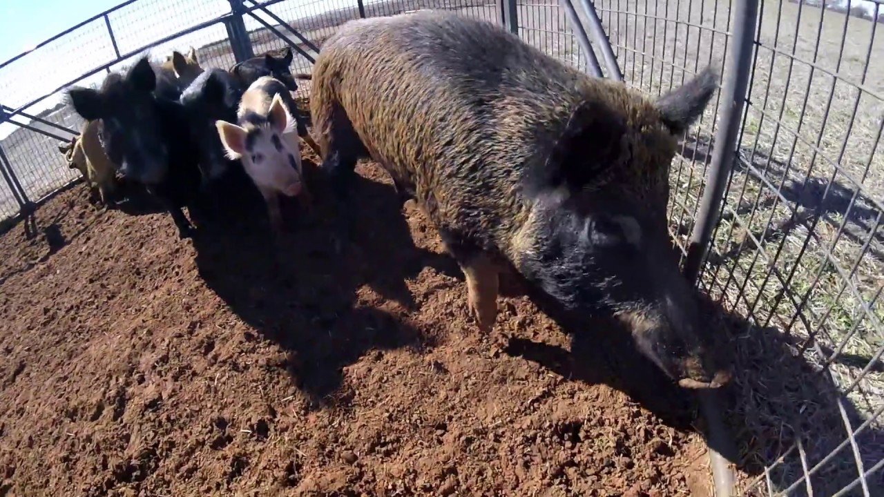 Boarbuster 15 hog capture - YouTube