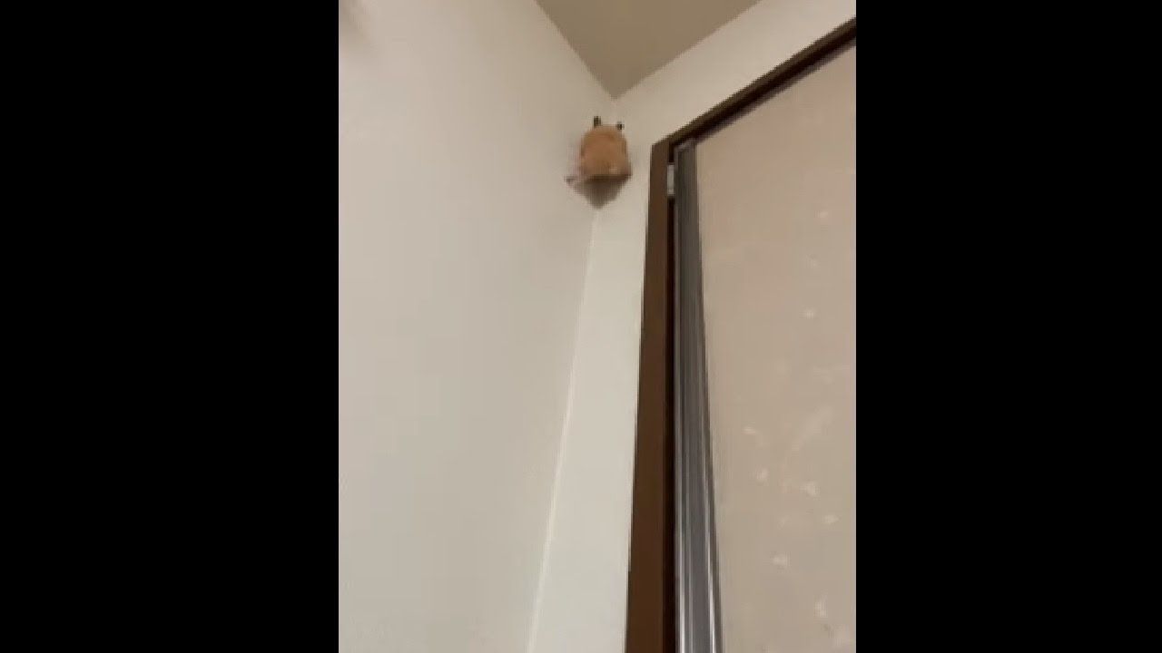 Ninja Hamster Climbing Up The Wall! - YouTube