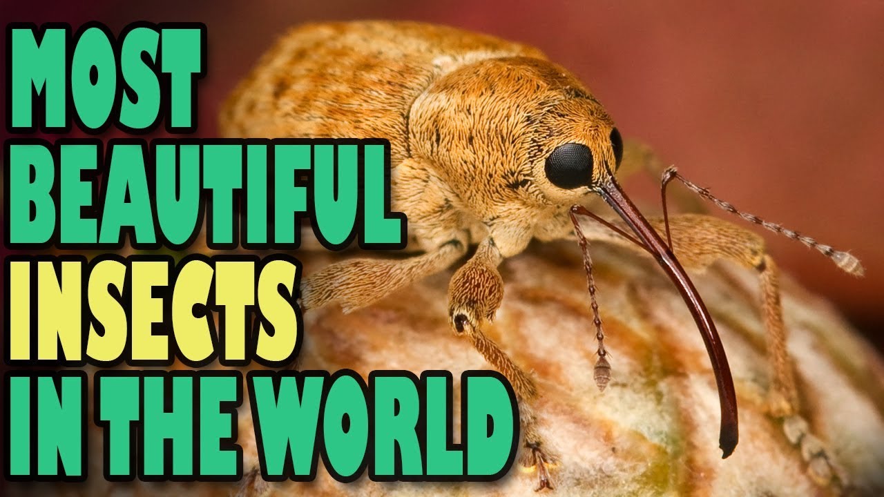Top 10 Most Beautiful Insects In The World || Amazing World - YouTube