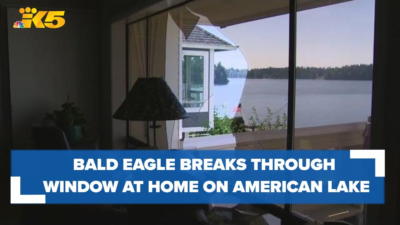 Bald eagle breaks through window at a home on American Lake - YouTube