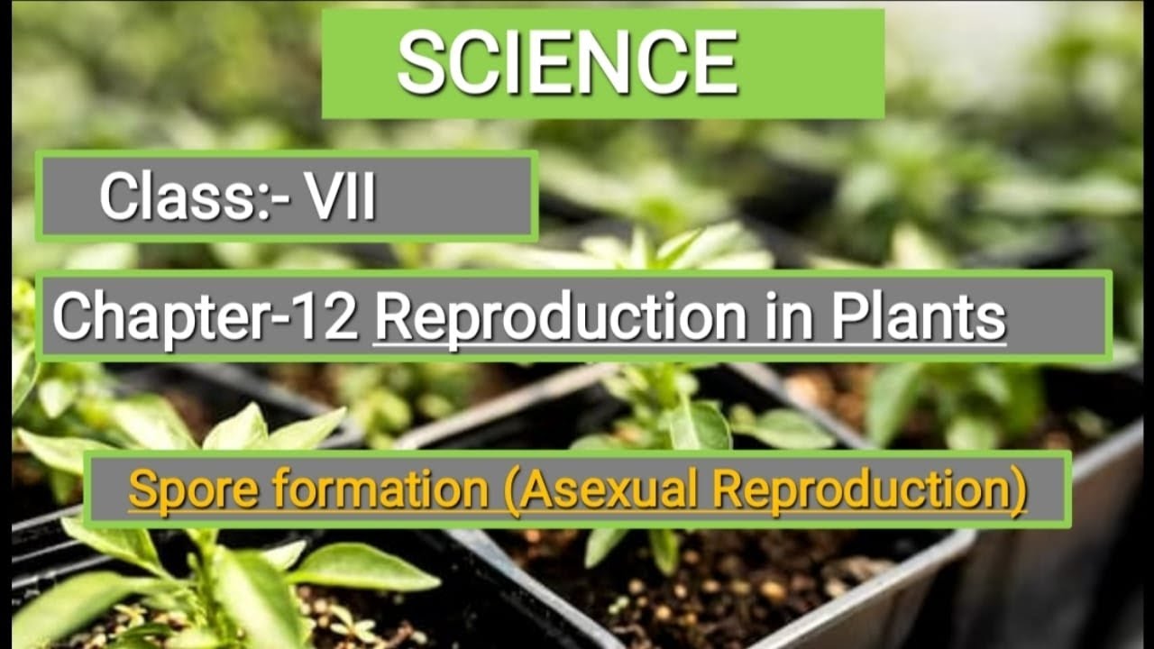 How to Understand Spore Formation in Plants: Asexual Reproduction - YouTube