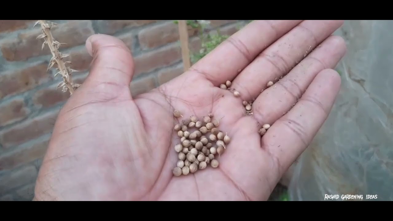 Dry Coriander Harvesting || Rashid Gardening ideas. - YouTube