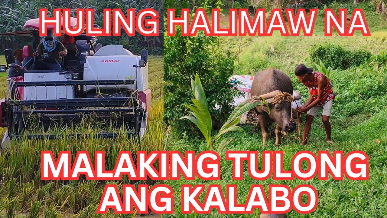P#4- HULING HALIMAW NA NG PALAY AT MALAKING TULONG ANG KALABAW ...