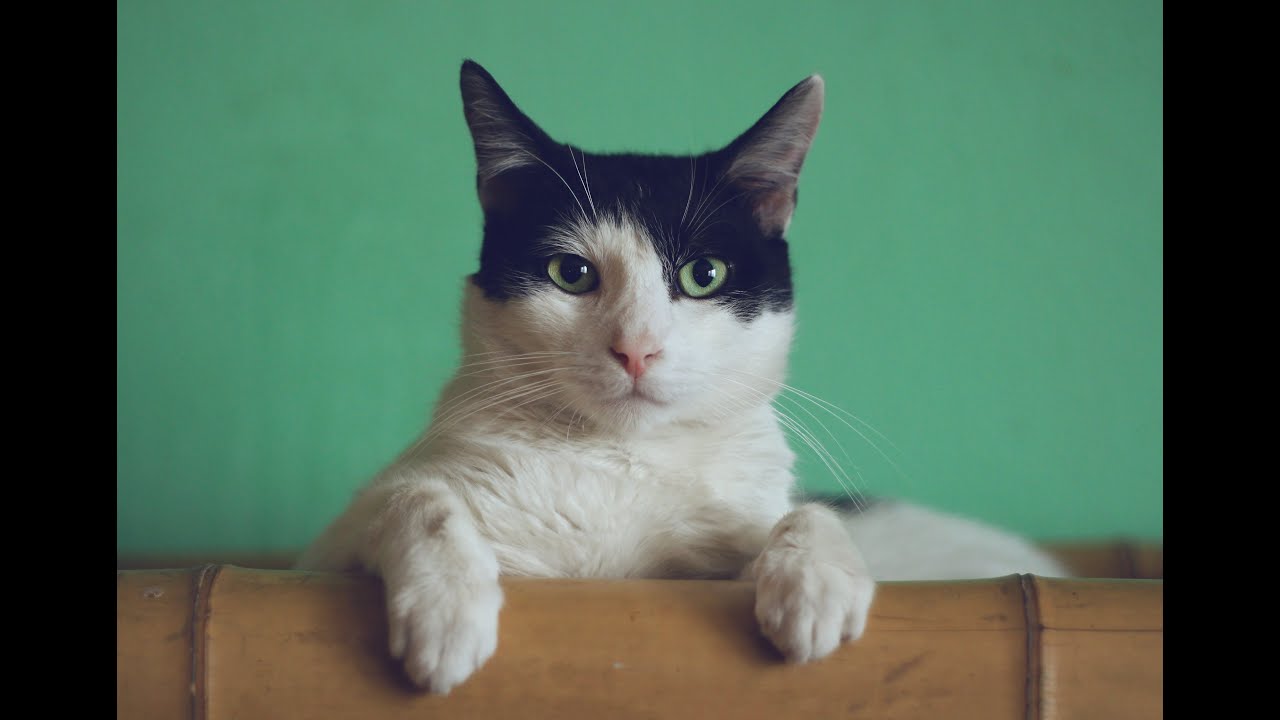 Can a Cat Freeze to Death? - Winter Safety Tips for Cats. - YouTube