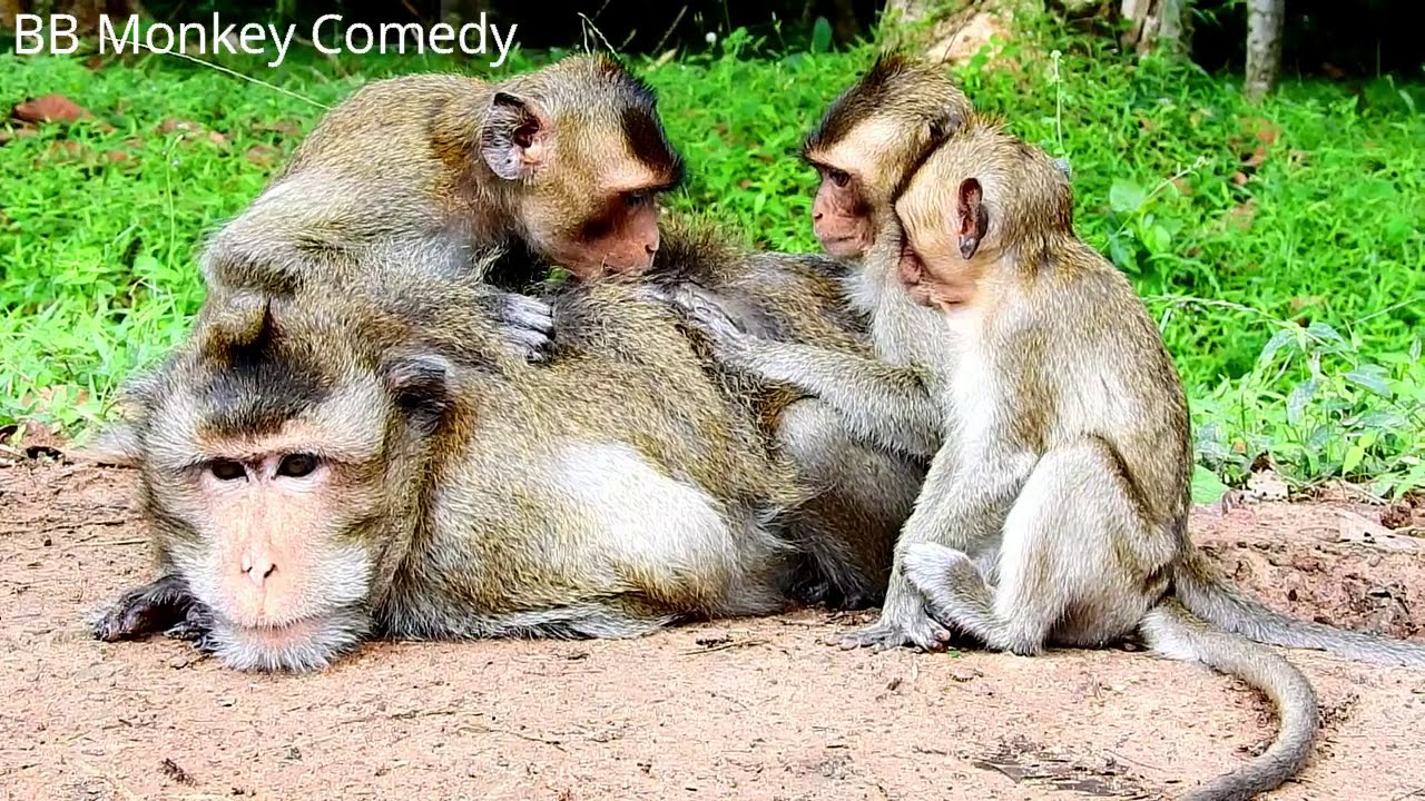 baby monkey Mona pain her leg after escape. she terrifies with bad day ...