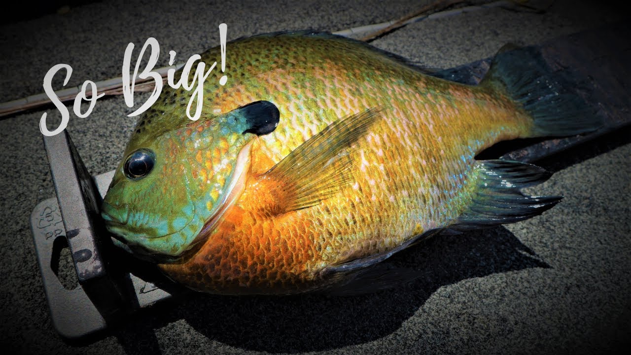 Big Bluegills - Amazing Day on the Water! - YouTube
