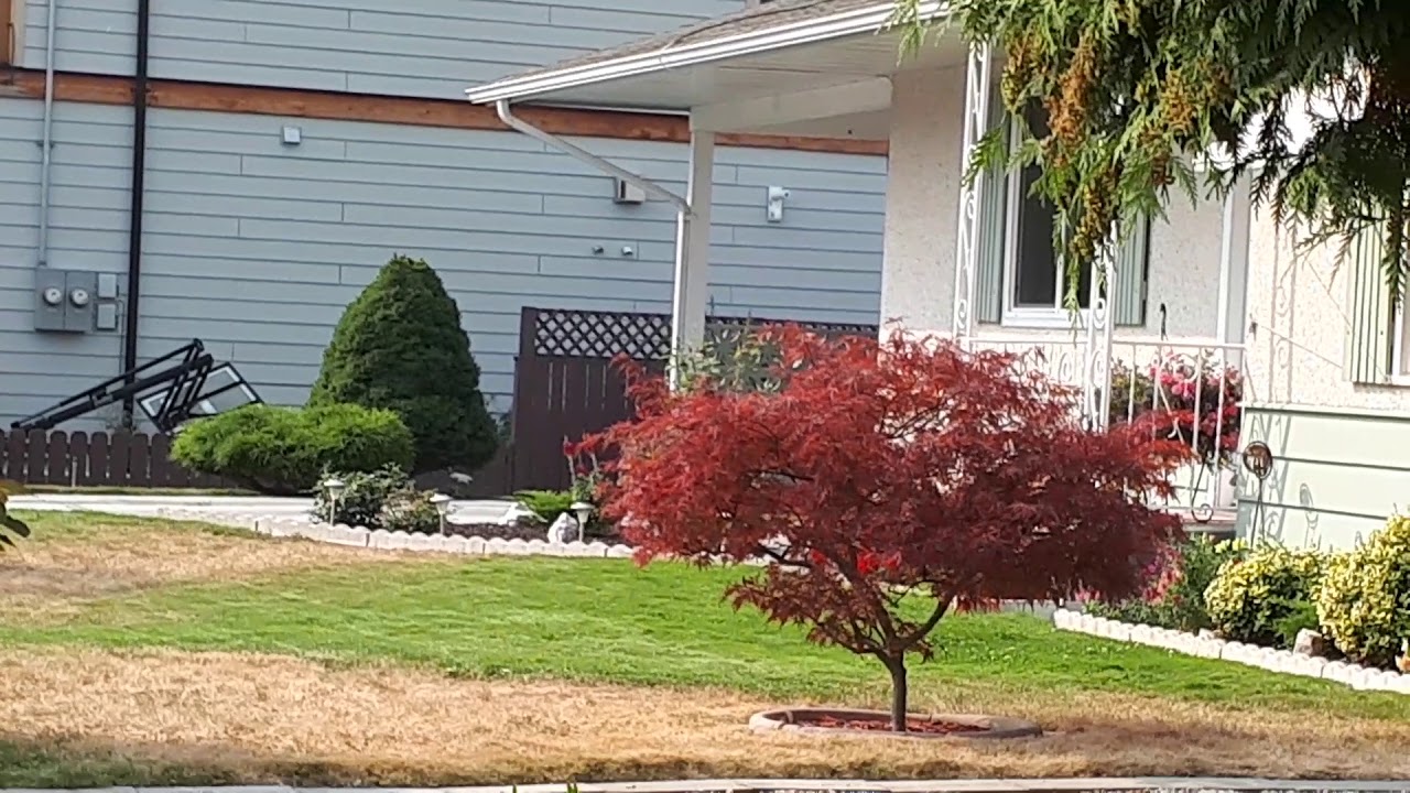 Boomer morning while visiting moms house. - YouTube