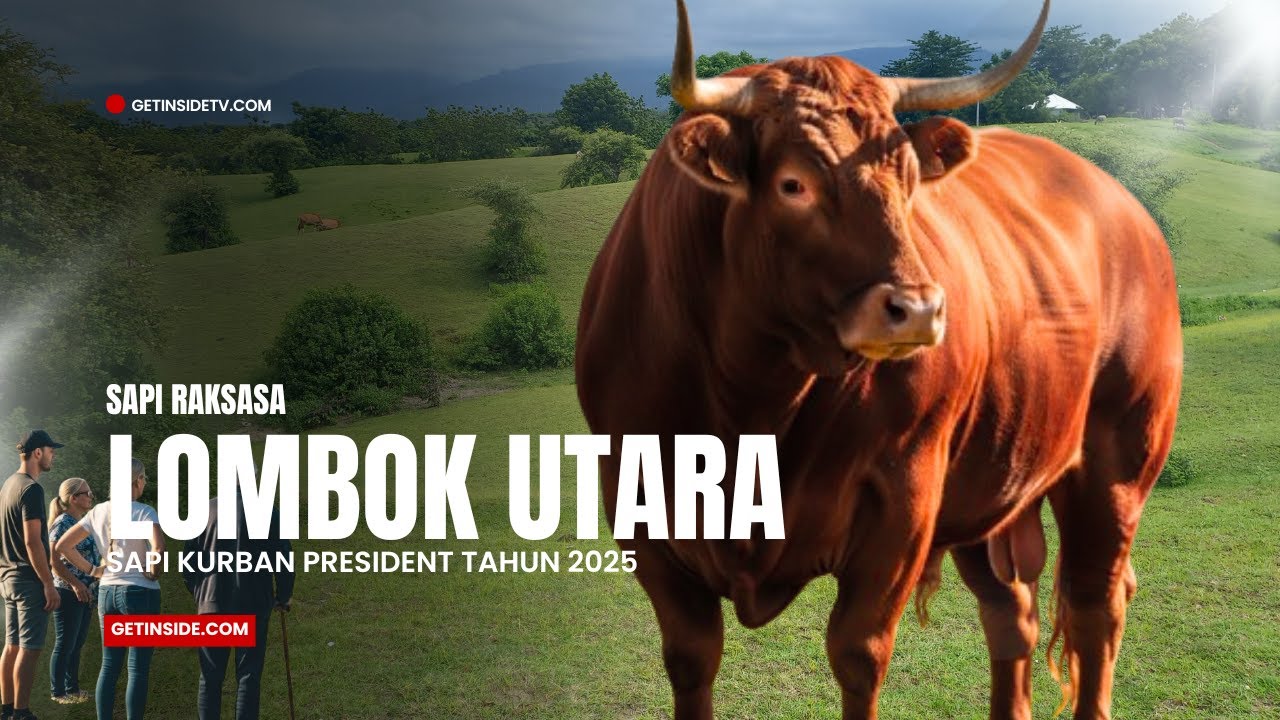 SAPI KUBRAN PRESIDENT #lombokutara #getinsideterkini #getinsidetvcom ...