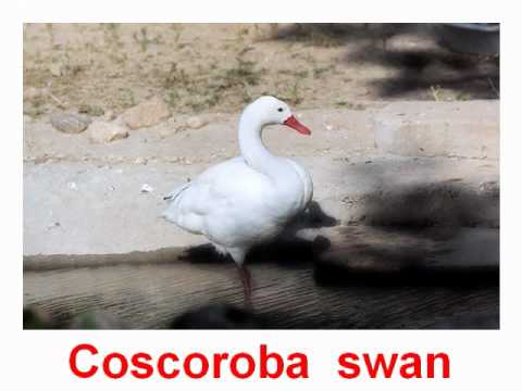 Birds swans geese sound - YouTube