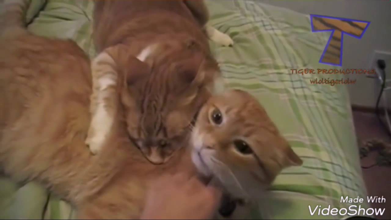 funny cat machine gun & jealous cat COMPILATION - YouTube