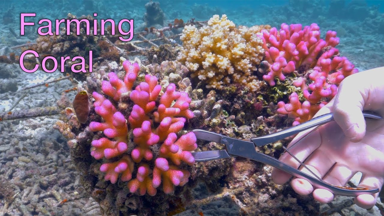 Coral Farming Workshop in the Solomon Islands - YouTube