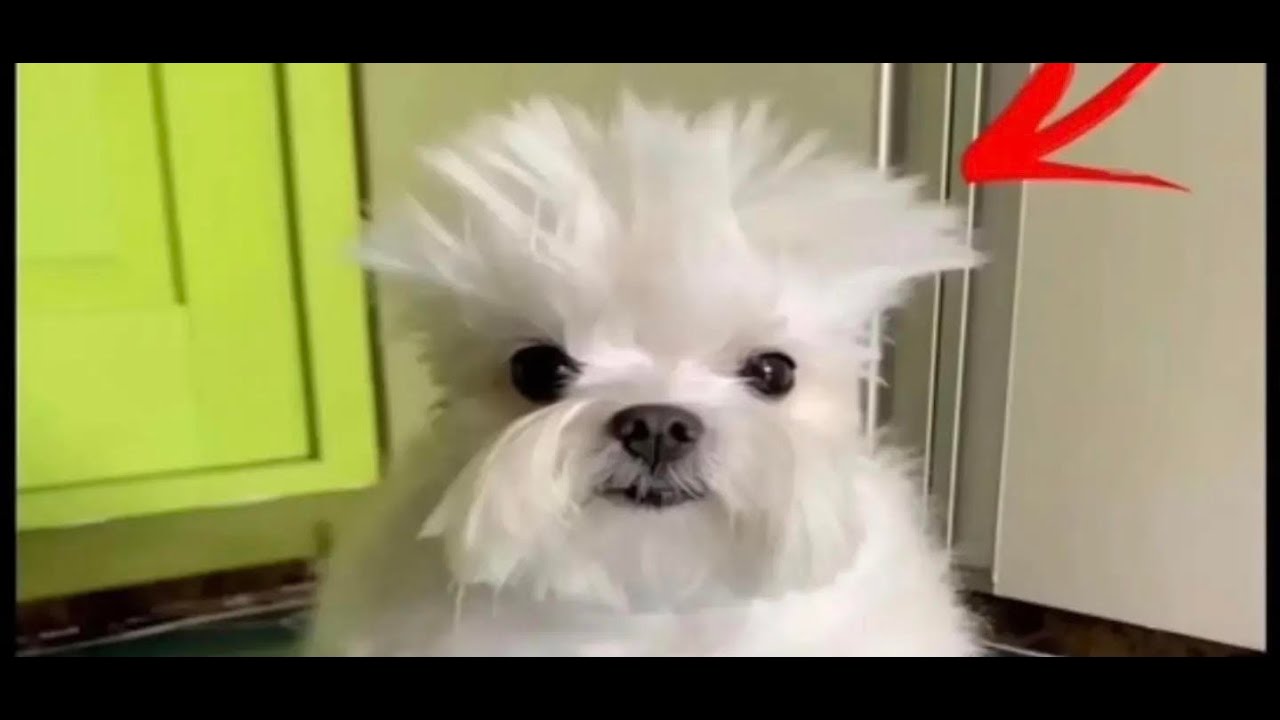 shitposts v1 - YouTube